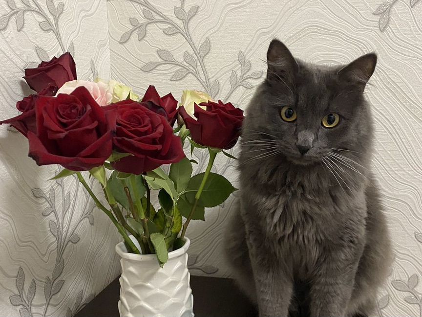 Кот
