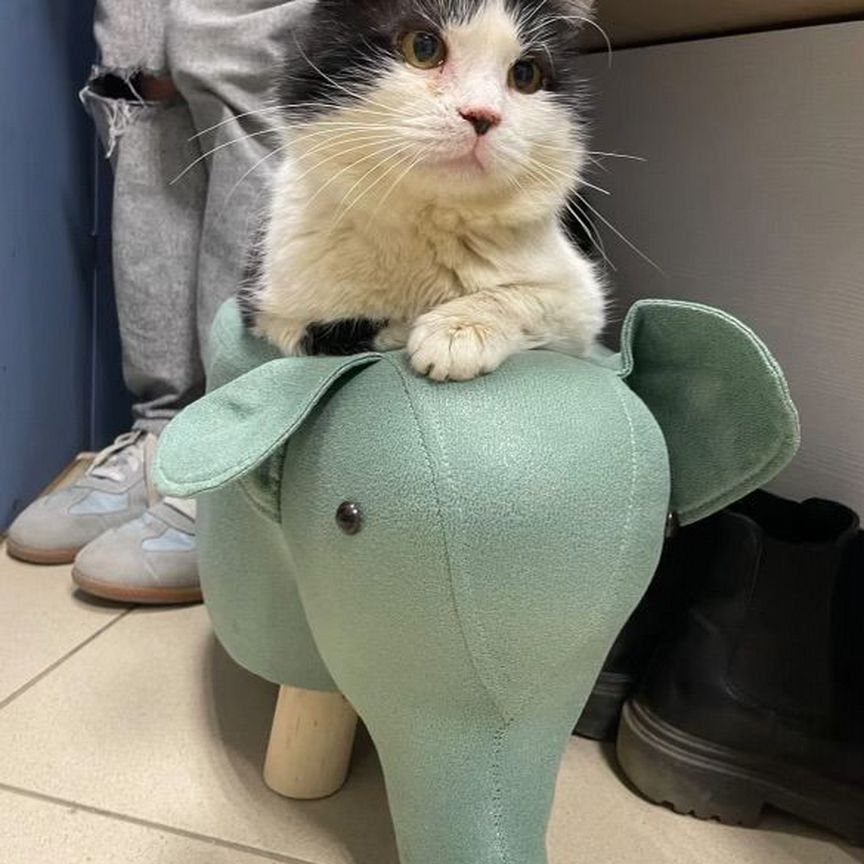 Нужна передержка коту