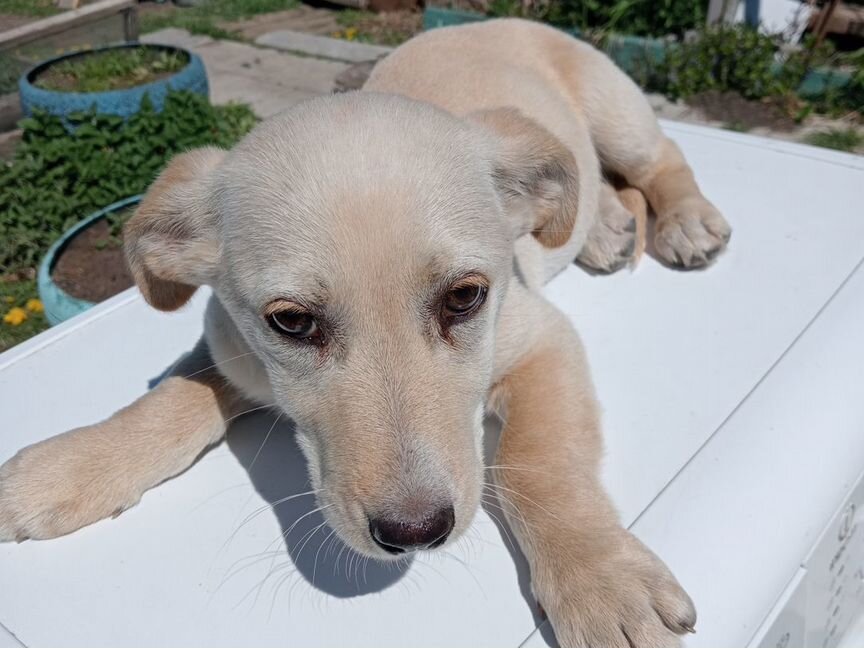 Отдам бесплатно щенка маленькой собачки 3,5 м