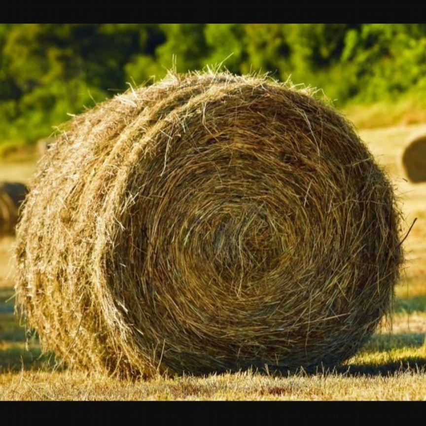 Сено в рулонах