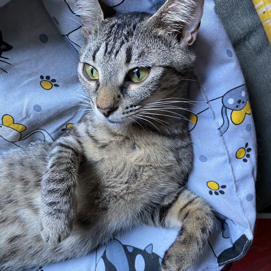 Кошка в дар