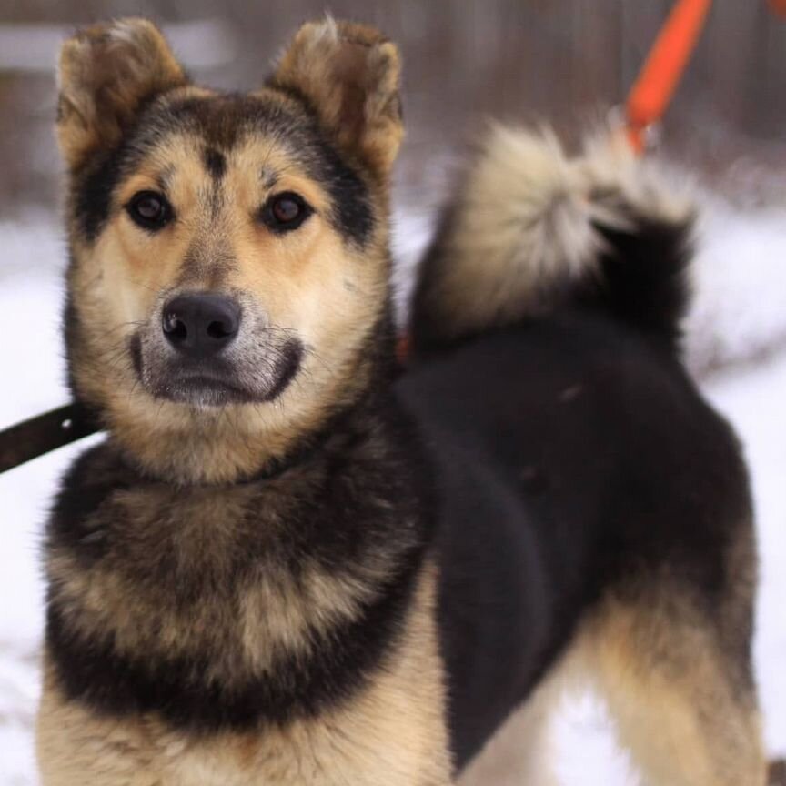 Молоденький метис в добрые руки