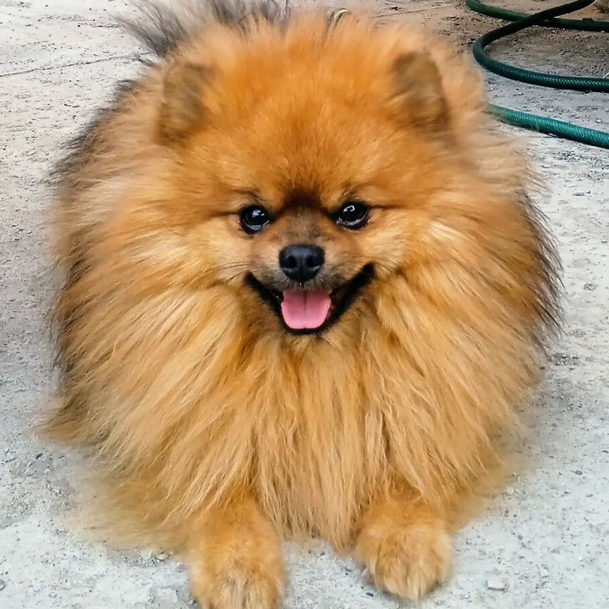 Щенки настоящего шпица