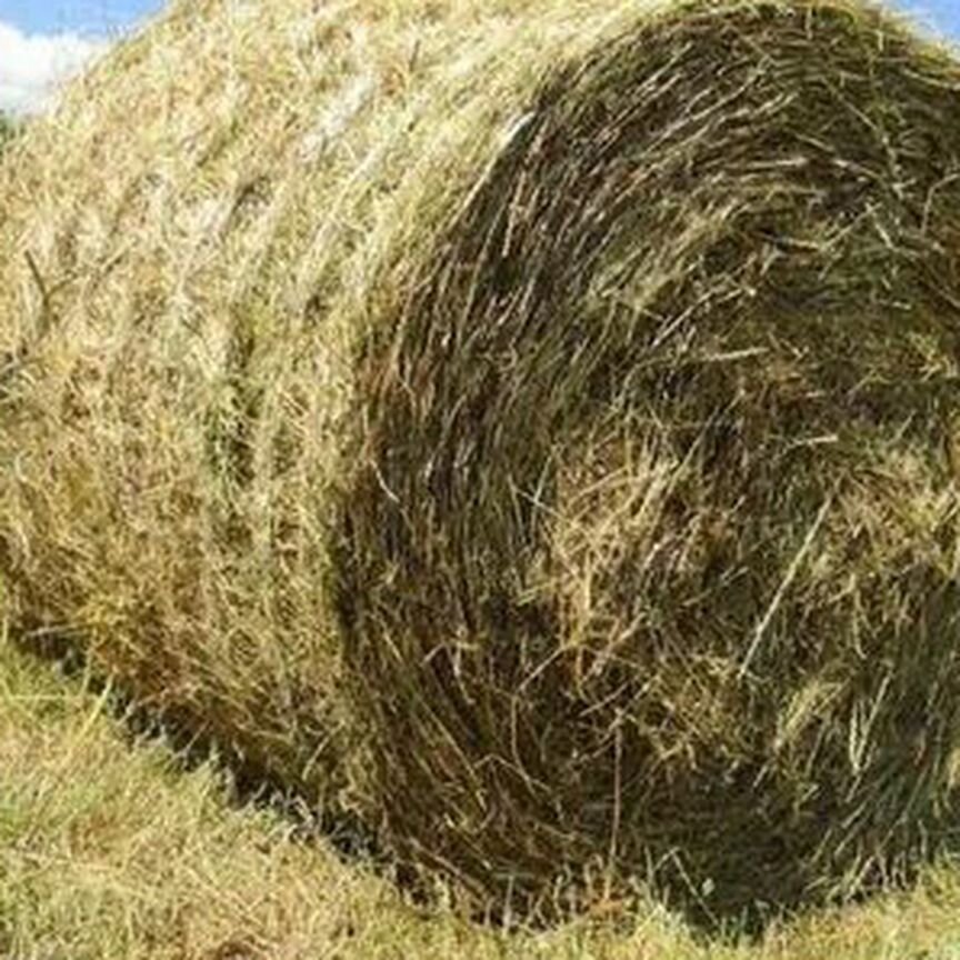 Сено, люцерна в рулонах