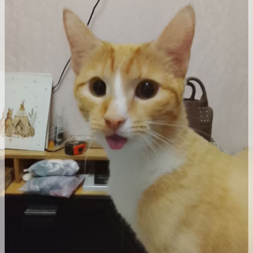 Сибирский котёнок