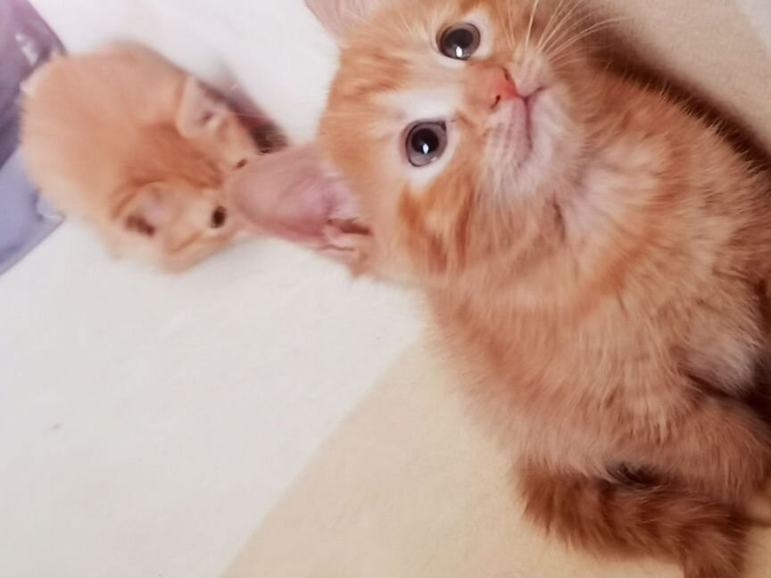 Кошки в добрые руки бесплатно