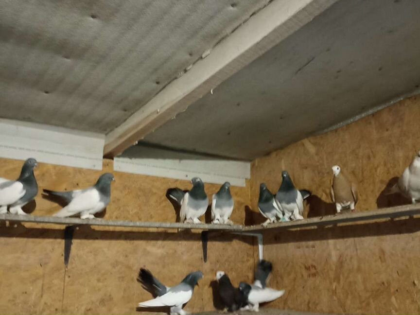 Голуби урюпинские. 3 пары