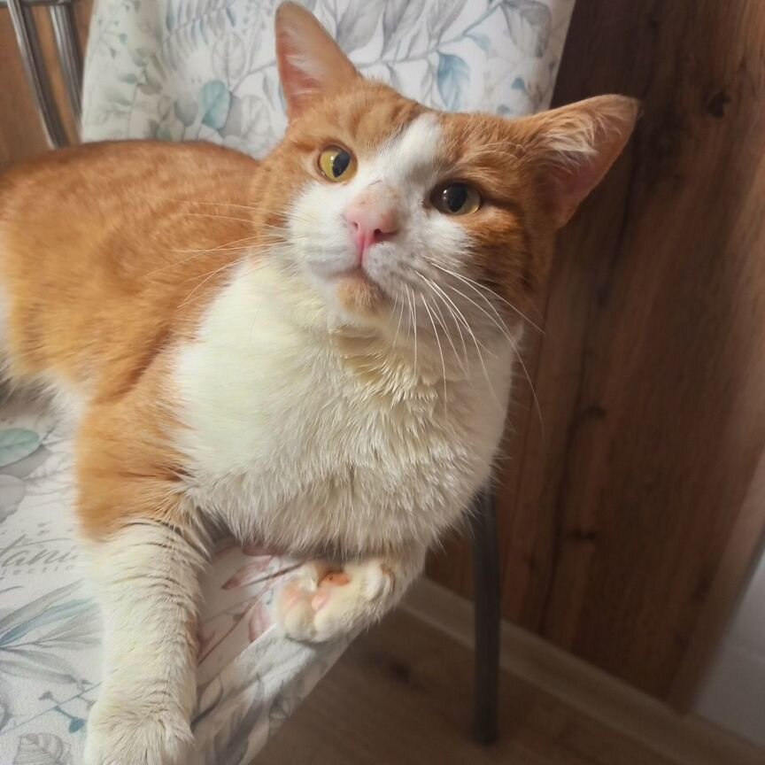 Котейка в добрые руки