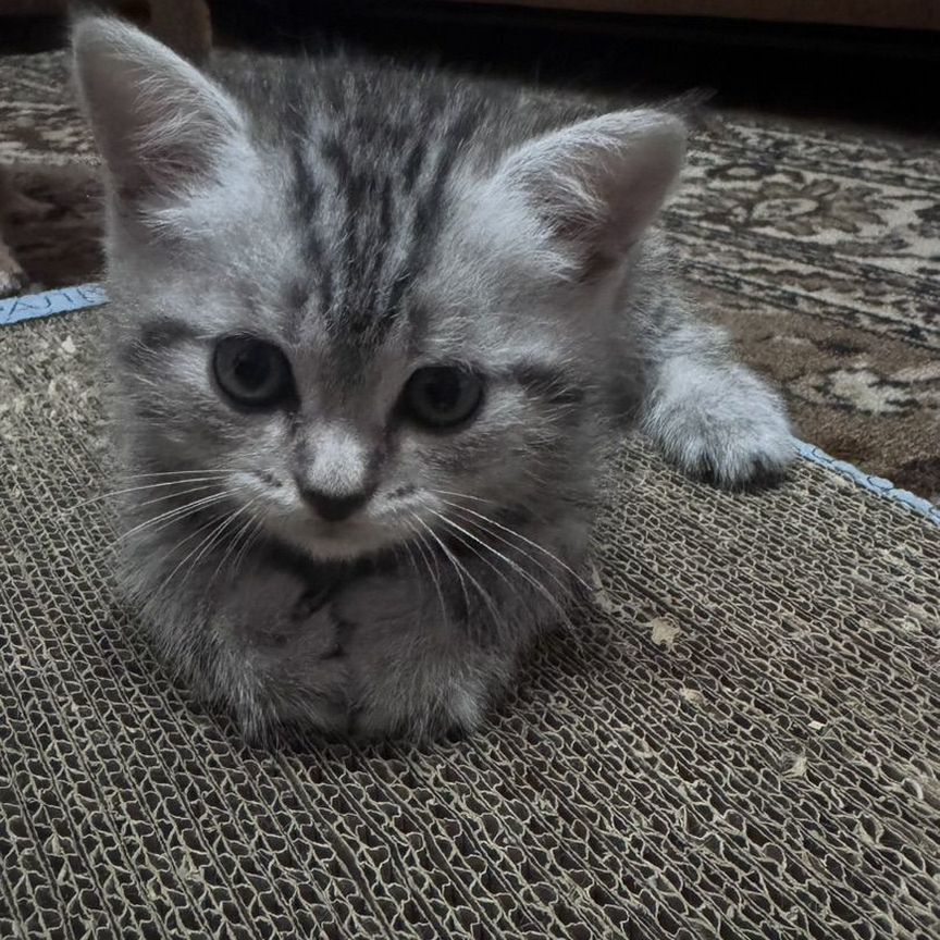 Шотландская прямоухая котята