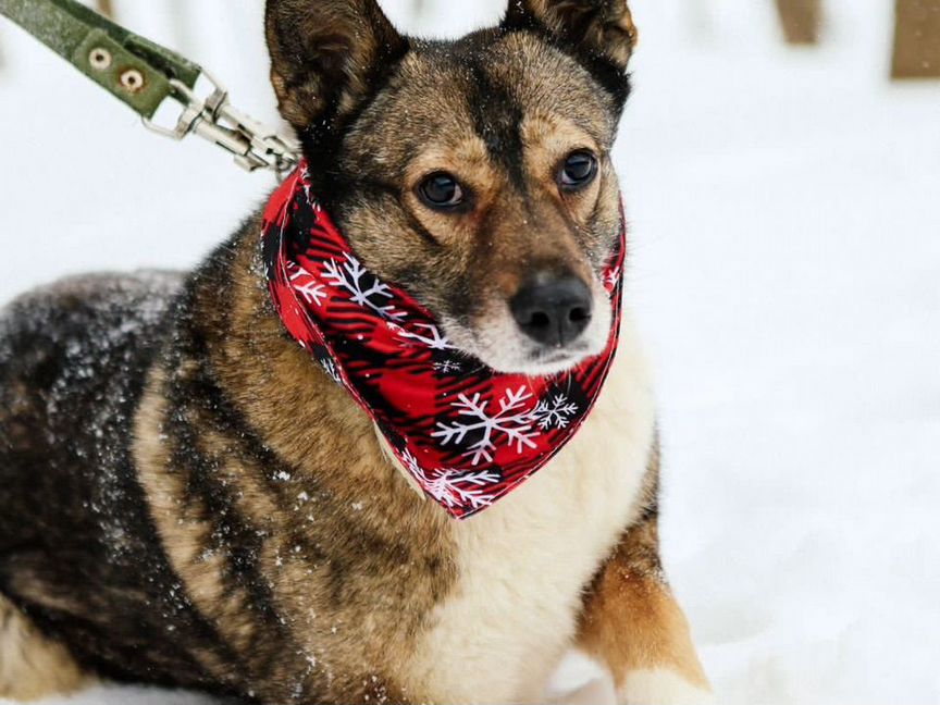 Милая Тома давно ждет маму в приюте