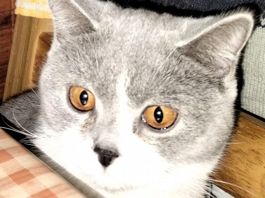 Котенок метисс