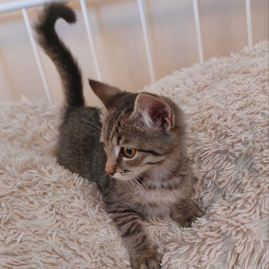 Полосатая котейка в добрые руки