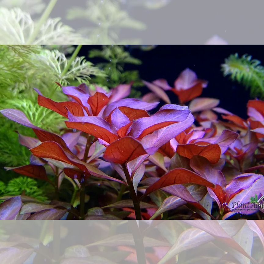 Людвигия перуанская или красная звезда