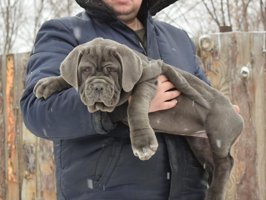 Мальчик мастино