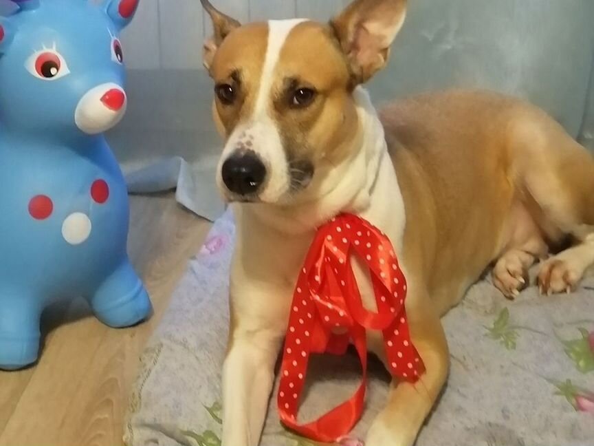 Собака в добрые руки