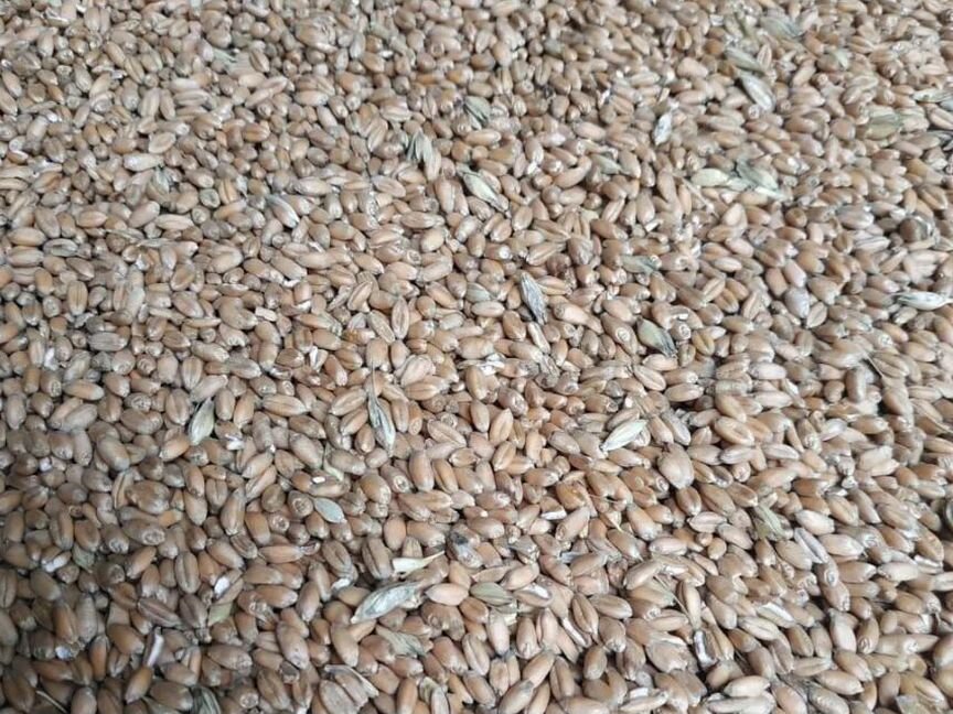 Кормовой ячмень