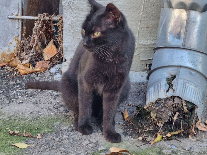 Котик в добрые руки