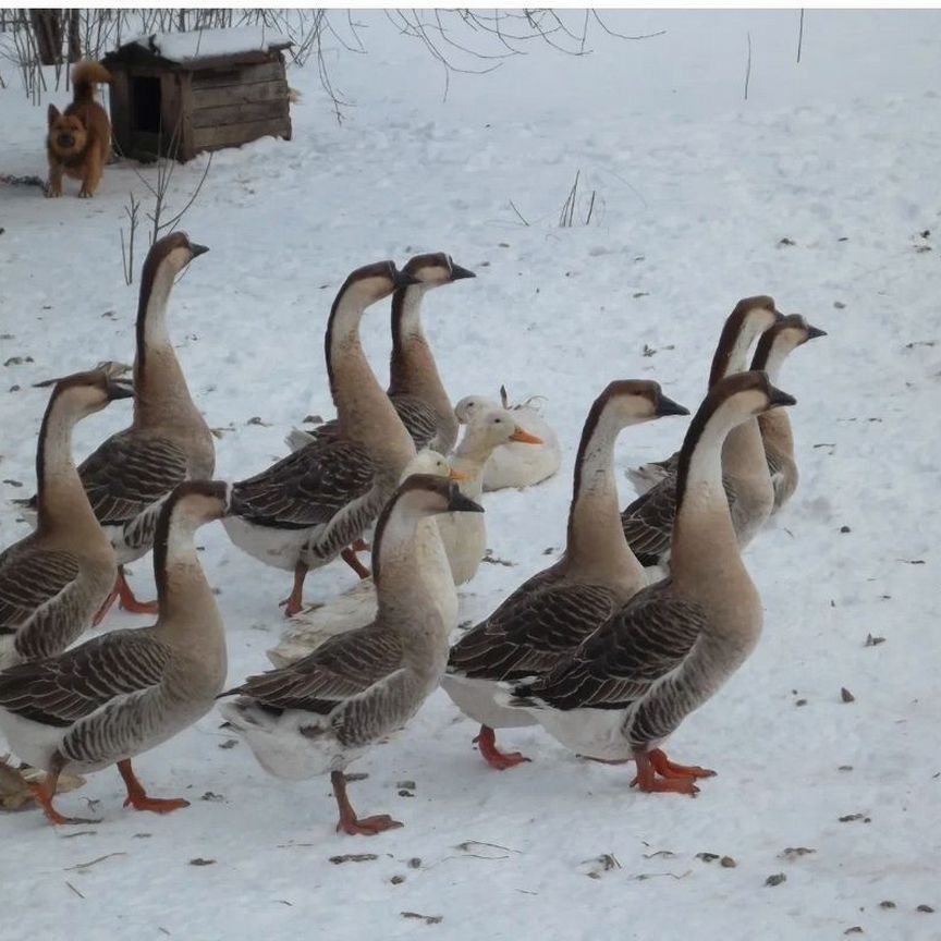 Гуси. Кубанцы