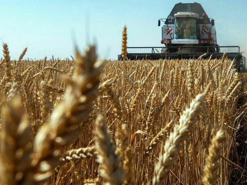 Зерно сено солома