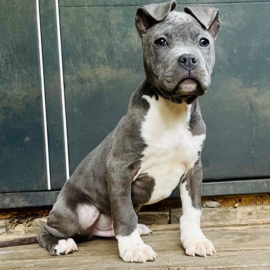 Американский стаффордширский терьер, щенок