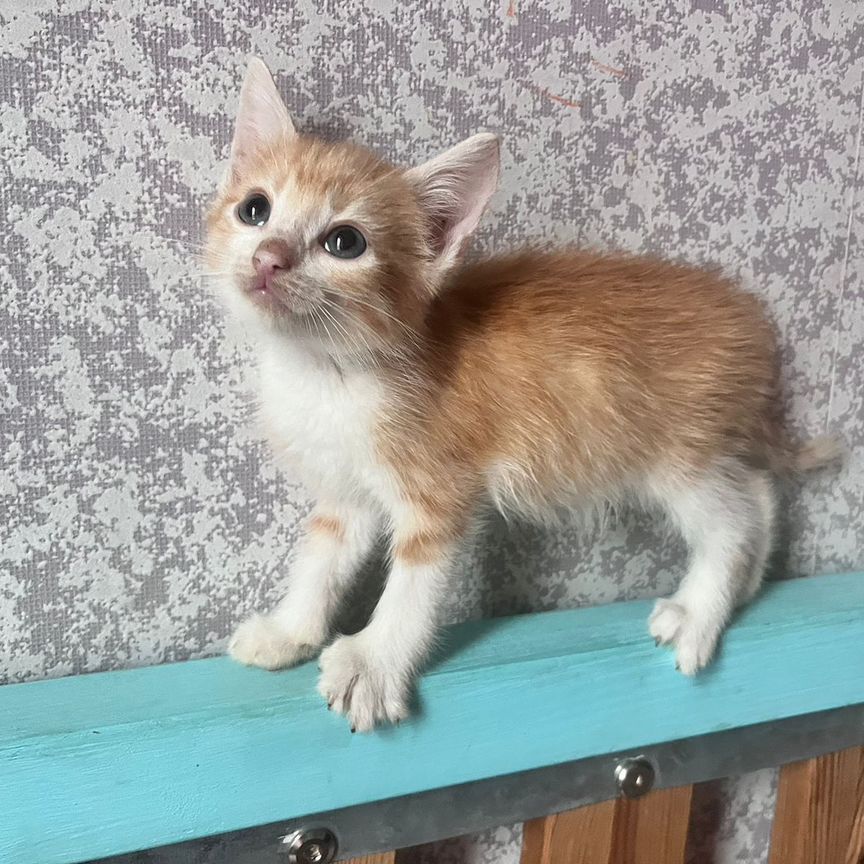 Котята