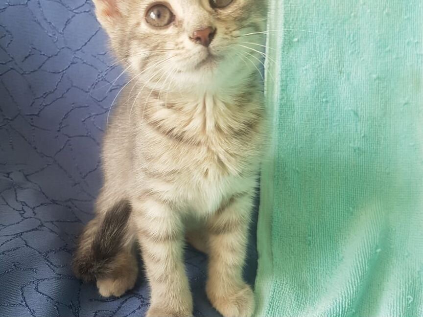Кошечка девочка 2.5 мес в приюте