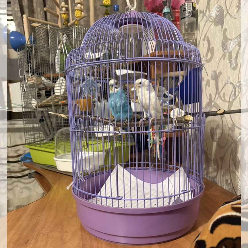 Волнистый попугаи пара с клеткой