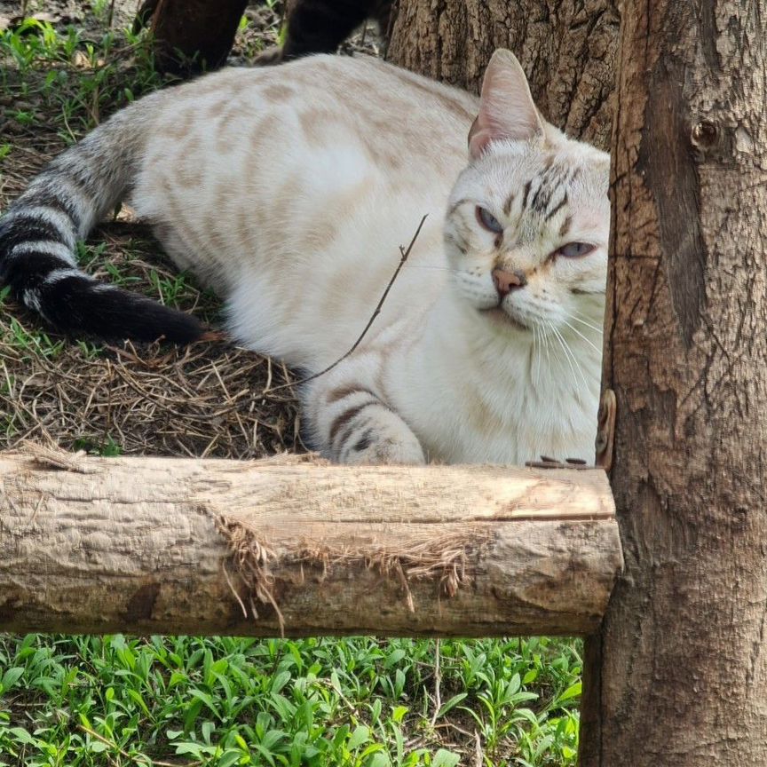 Снежная бенгалка