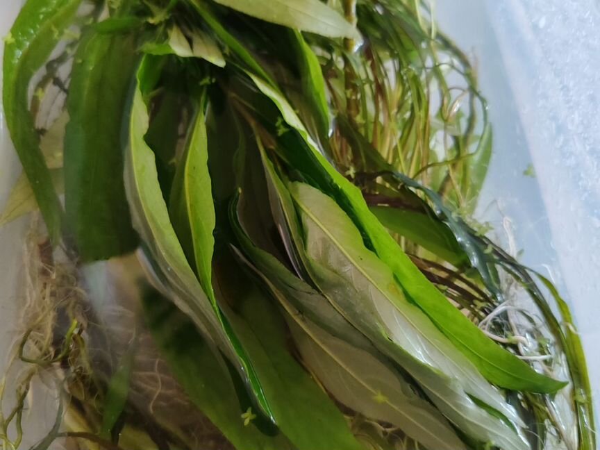 Аквариумное растение