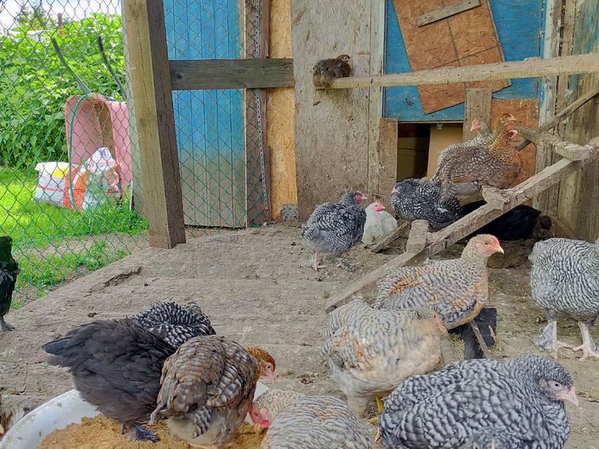 Петушки Маран ч/м,Михеленская кукушка,Билифельдер