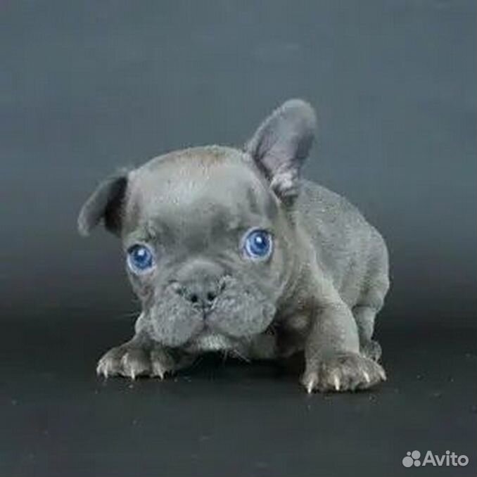 Щенки французского бульдога ждут новый дом