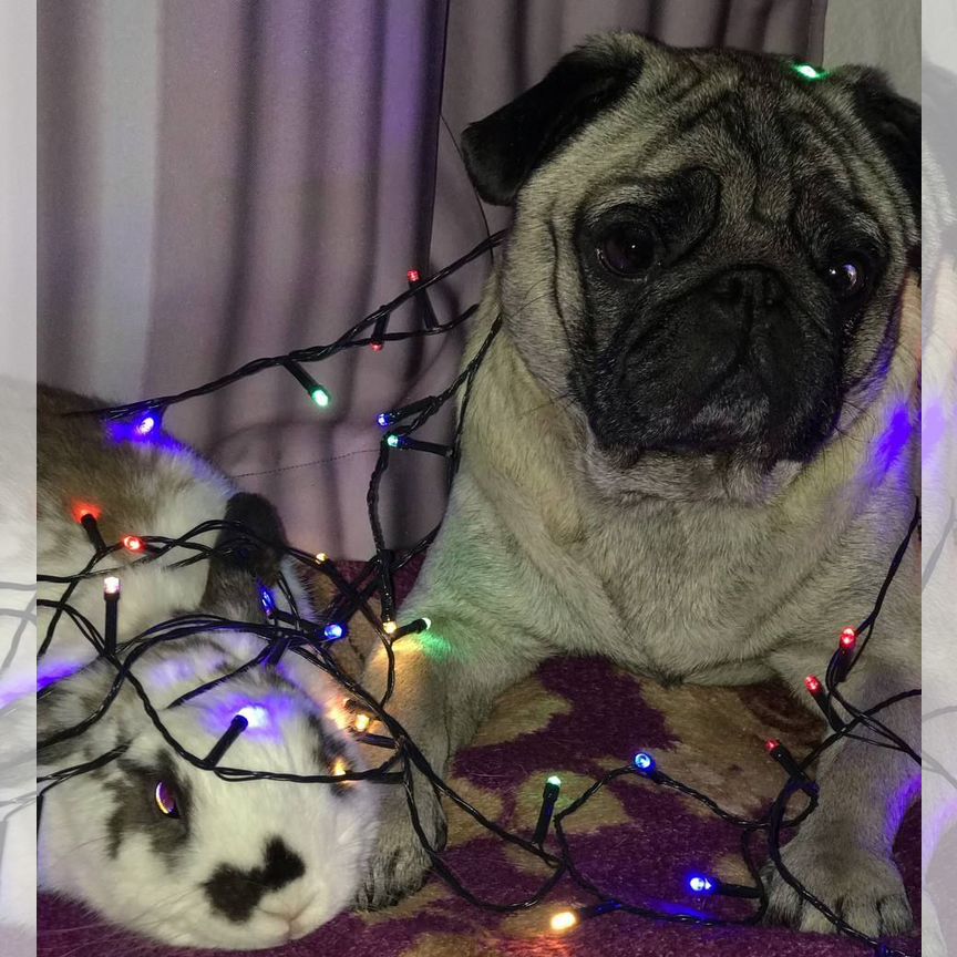 Мопс, взрослый пёс