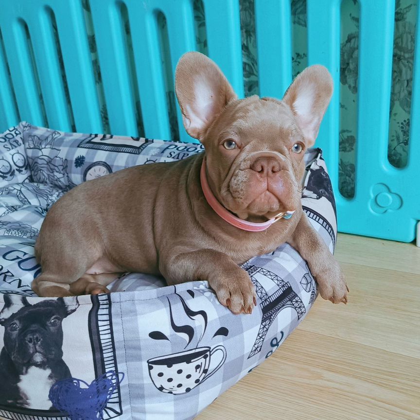 Миниатюрная девочка в окрасе Изабелла Нью Шейд