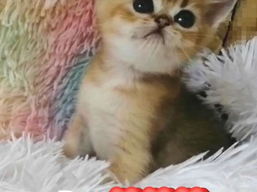 Шотландский котик