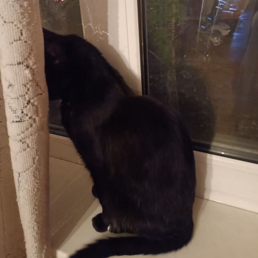 Взрослая кошка в добрые руки