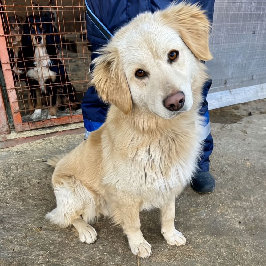 Взрослая собака в добрые руки