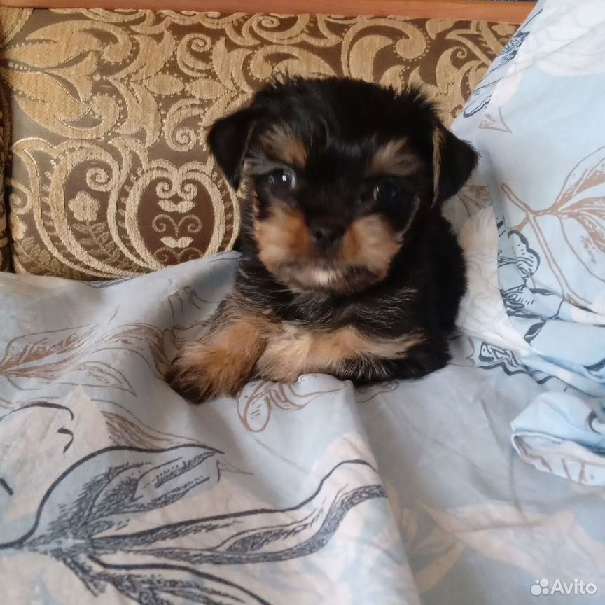 Домашние животные собаки маленькие