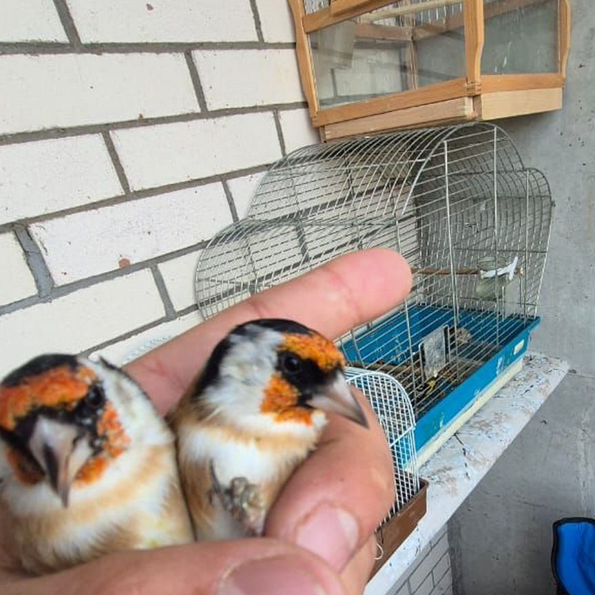 Щегол