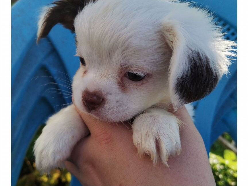 Малыш чихуахуа