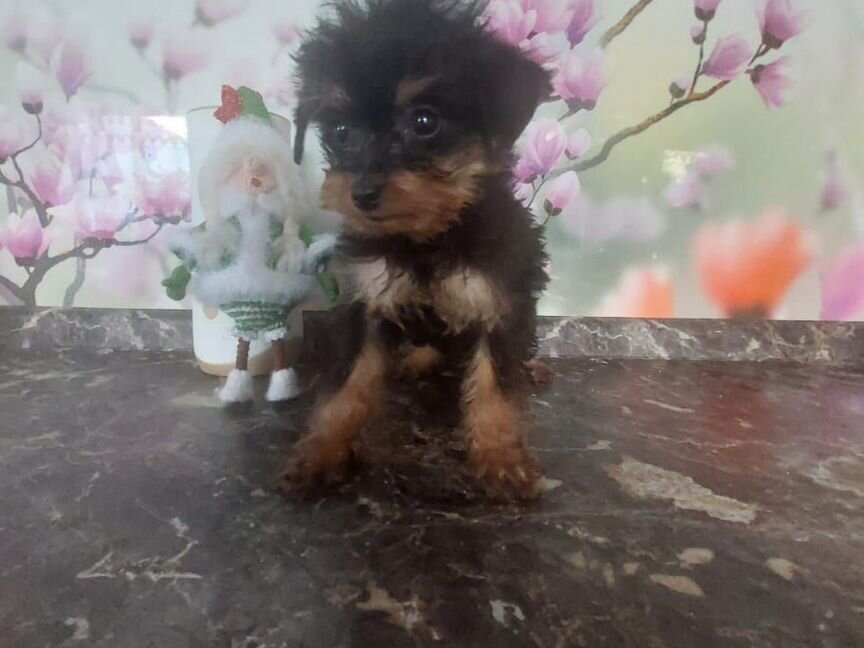 Мини йорочка