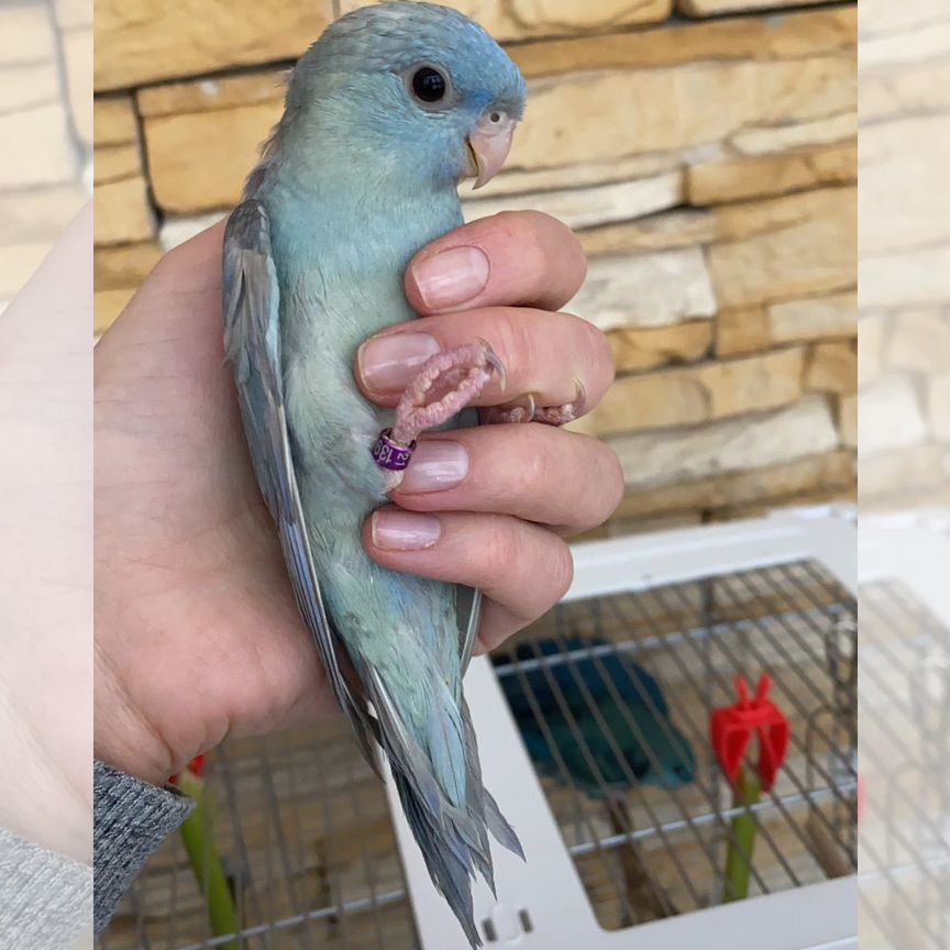 Попугай катарины толстоклювый