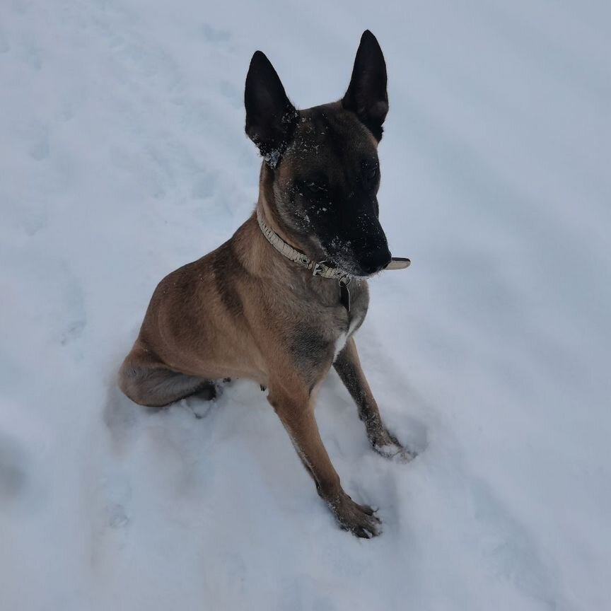 Малинуа в добрые руки