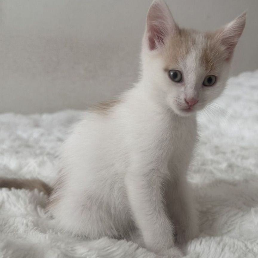 Сиамский котёнок