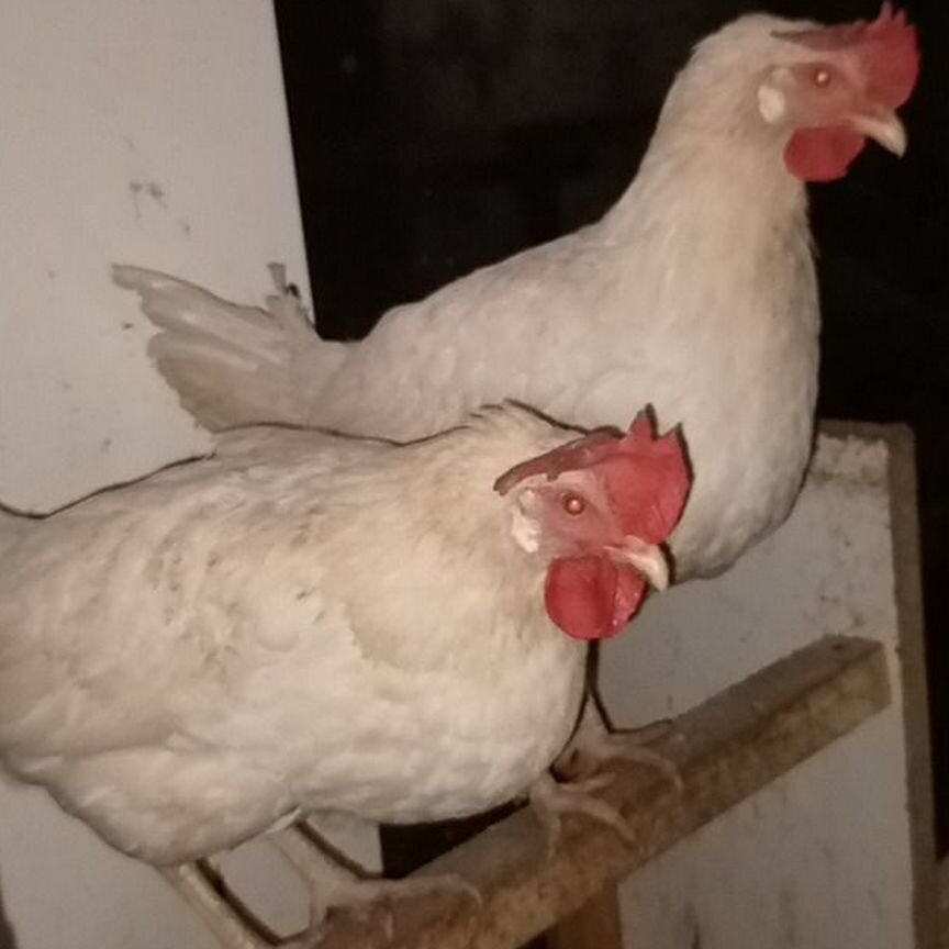 Продам кур породы легорн