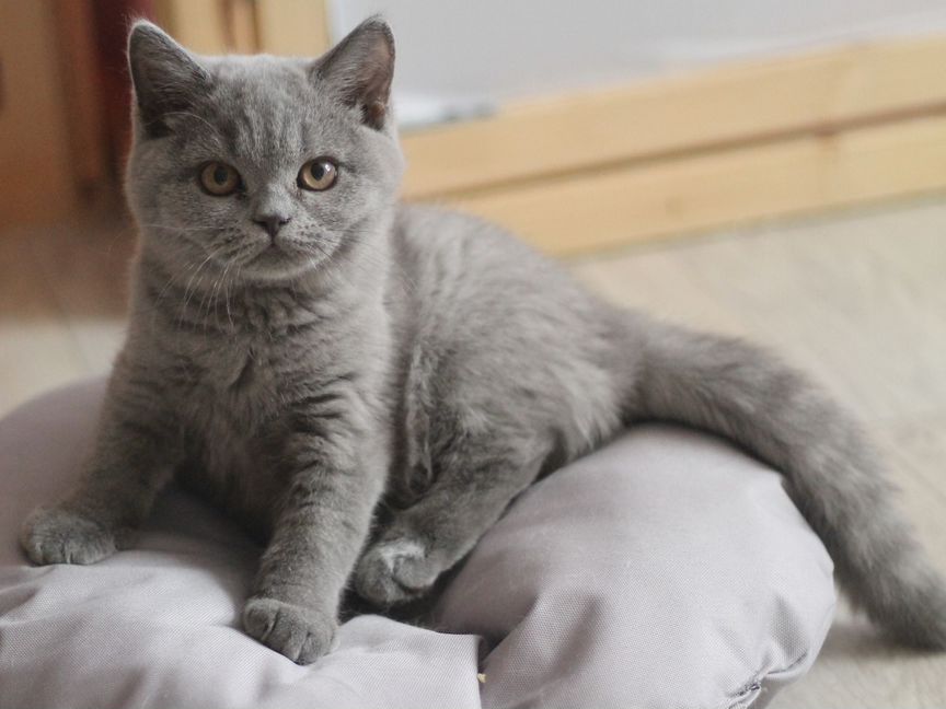 Британская короткошерстная кошка