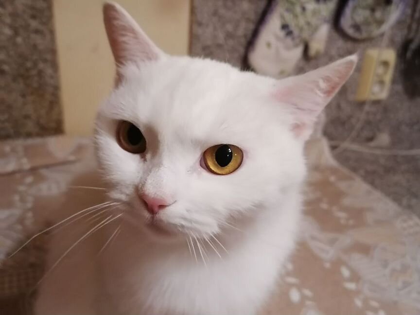 Белая британка