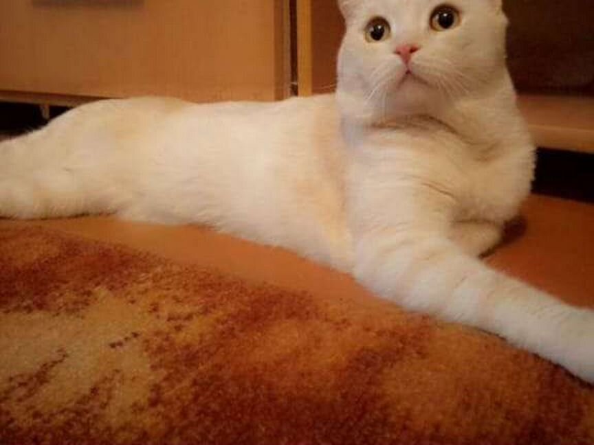 Шотландский кот вислоухий 2 года,опытный очень