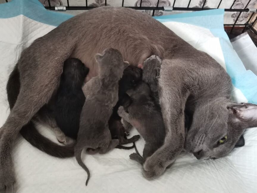 Ориентальные котята