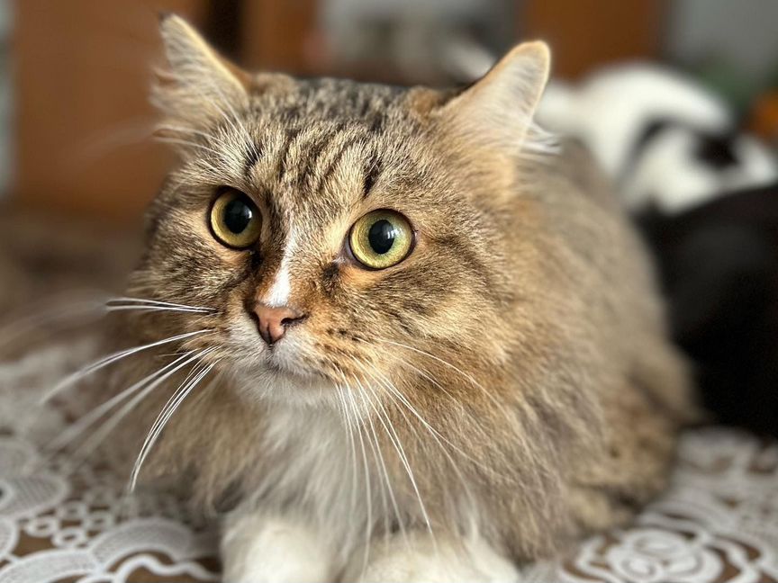 Котик бесплатно