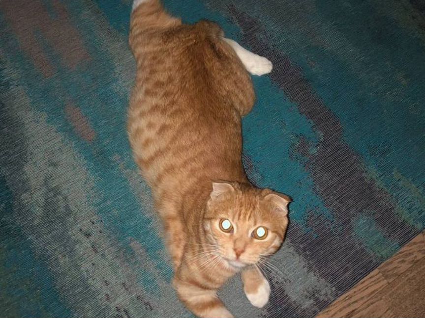 Ласковый кот